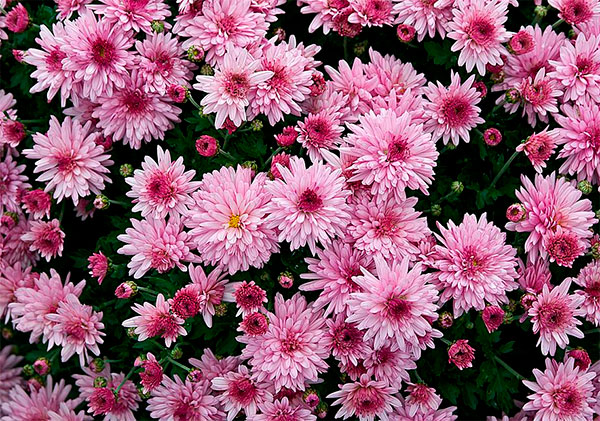 Tudo Sobre Crisântemo: Características da Flor e Imagens | Mundo Ecologia