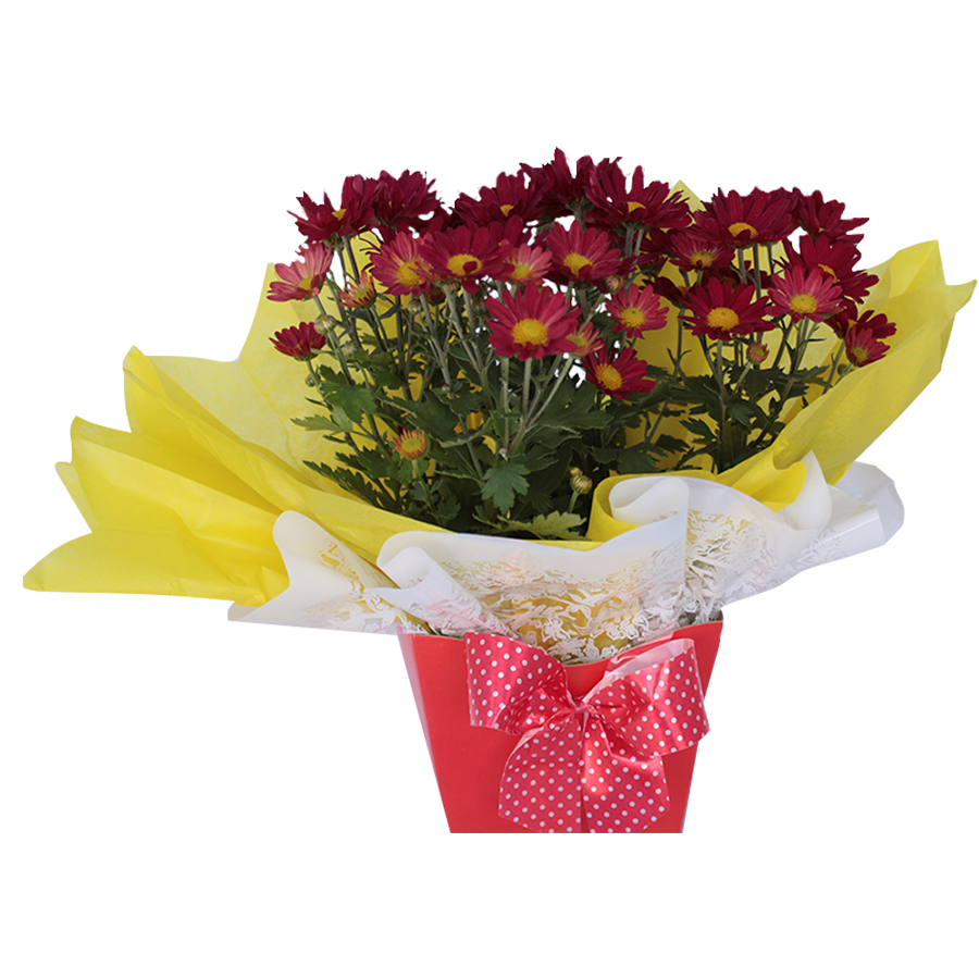 Crisântemos Coloridos: Mudas, Cultivo, Preço, Arranjos E Fotos | Mundo ...