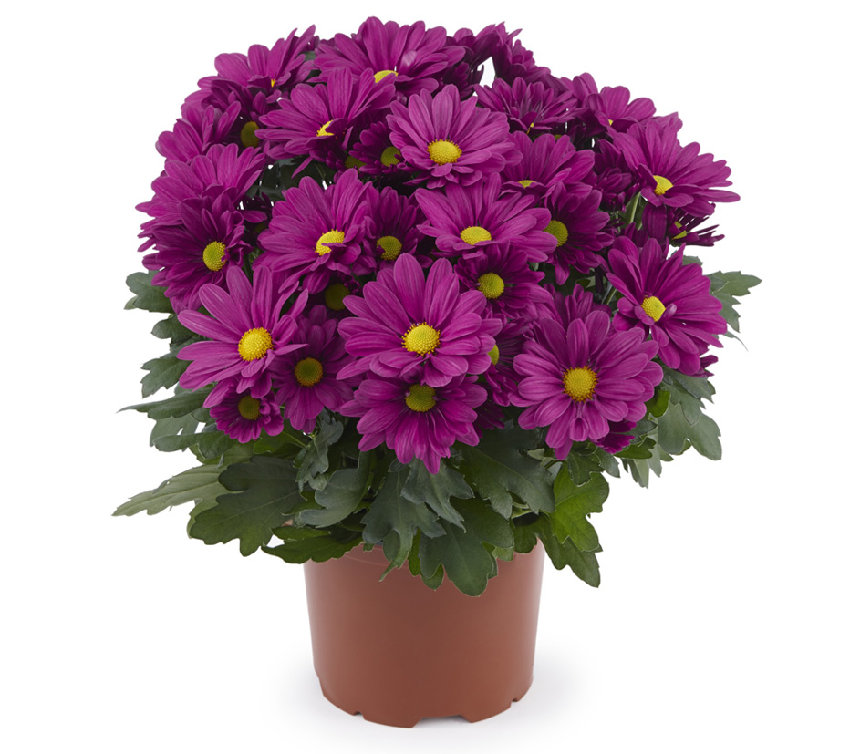 Crisântemos Coloridos: Mudas, Cultivo, Preço, Arranjos E Fotos | Mundo ...