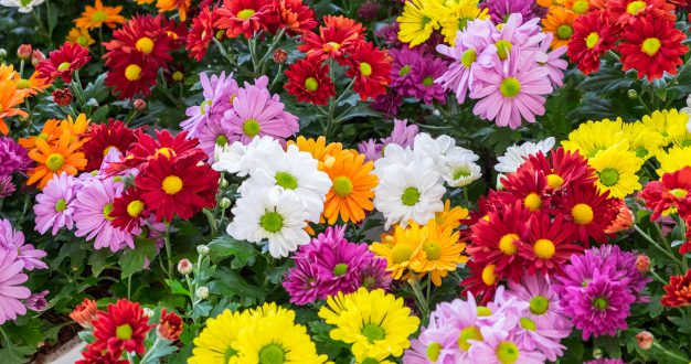 Curiosidades Sobre a Flor do Campo Crisântemo e Fatos Interessantes ...