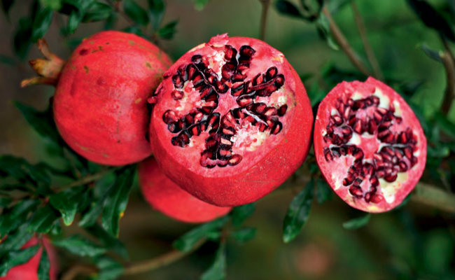 Romã: Curiosidades e Fatos Interessantes Sobre a Fruta | Mundo Ecologia