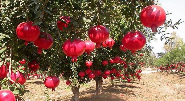 Romã: Curiosidades e Fatos Interessantes Sobre a Fruta | Mundo Ecologia