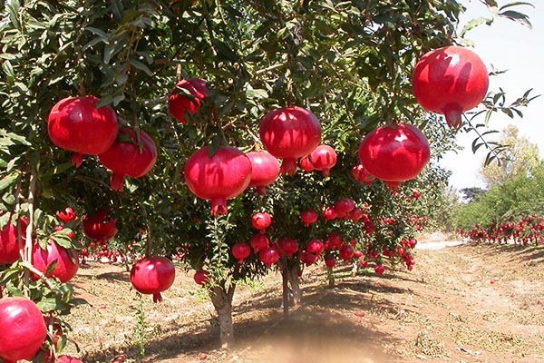 Romã: Curiosidades e Fatos Interessantes Sobre a Fruta | Mundo Ecologia