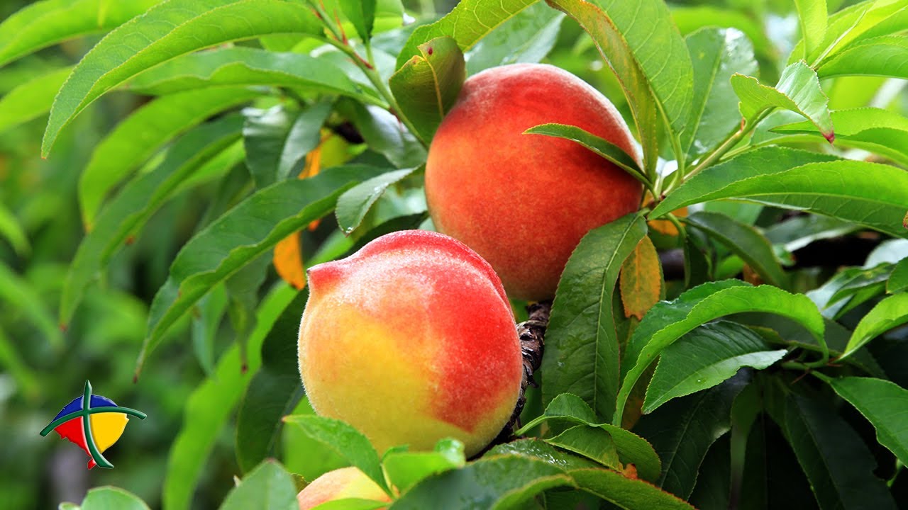 Tudo Sobre o Pêssego: Características e Imagens da Fruta | Mundo Ecologia