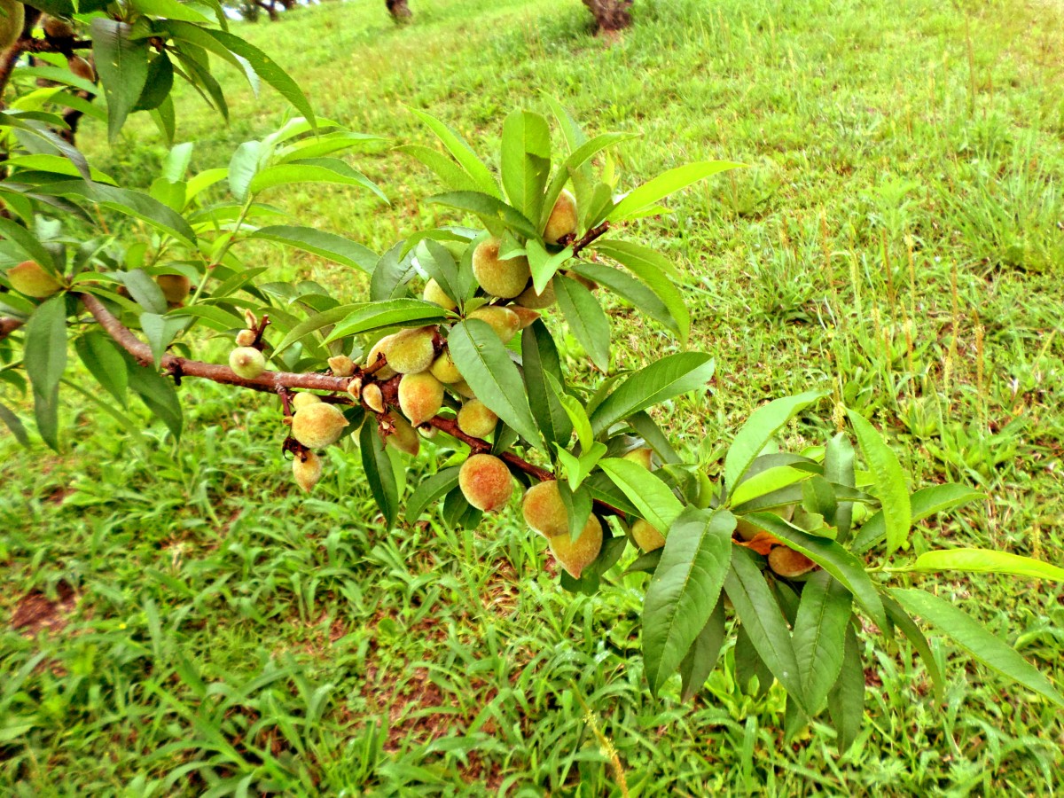 Tudo Sobre o Pêssego: Características e Imagens da Fruta | Mundo Ecologia