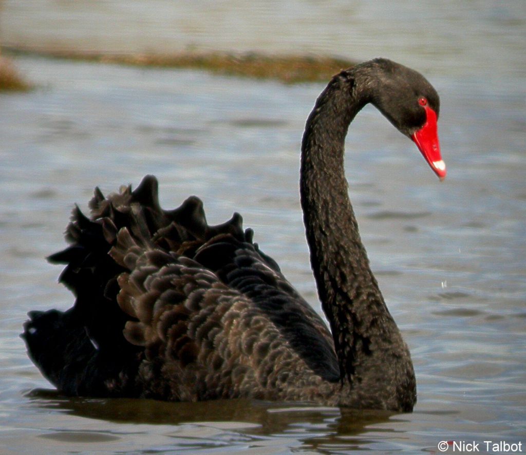 Cisne: Reino, Filo, Classe, Ordem, Família, Subfamília e Gênero – Mundo ...