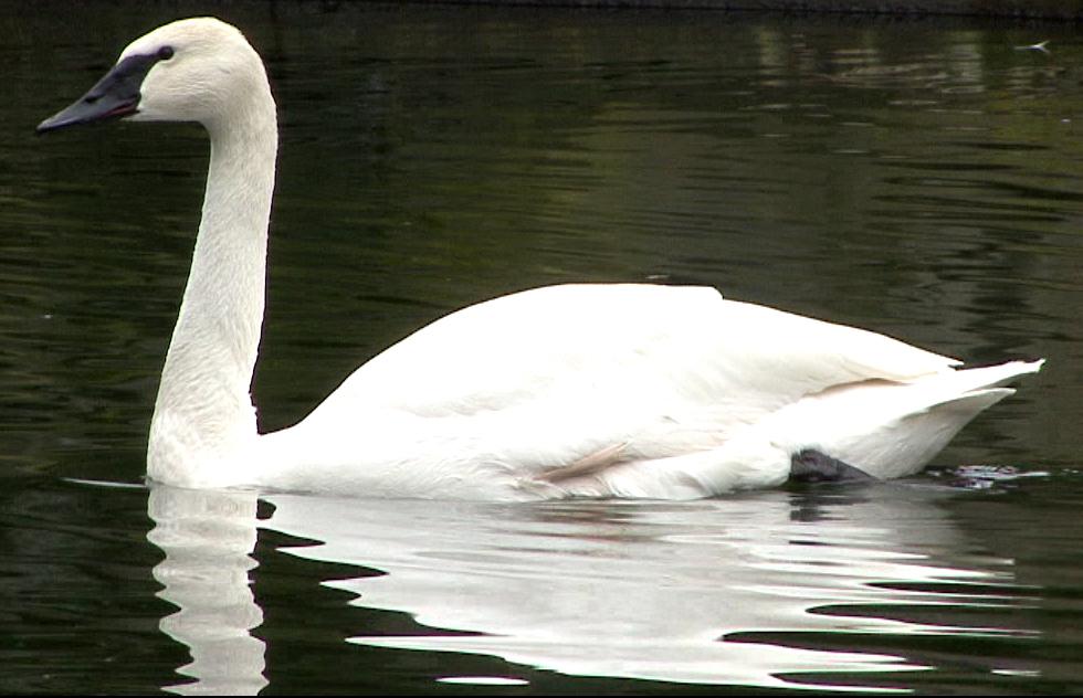Cisne: Reino, Filo, Classe, Ordem, Família, Subfamília e Gênero – Mundo ...