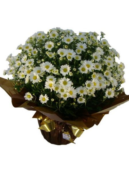 Tudo Sobre Crisântemo: Características da Flor e Imagens | Mundo Ecologia