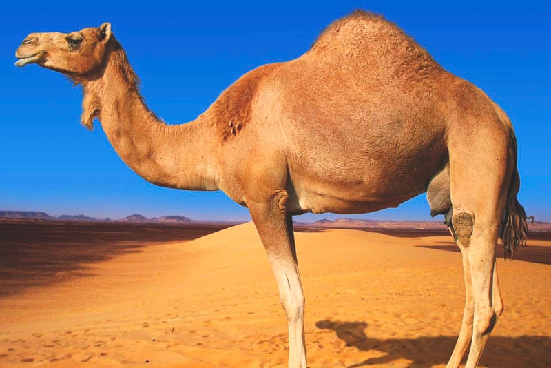 Tudo Sobre o Camelo: Características, Nome Cientifico e Fotos | Mundo ...