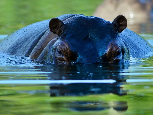 Qual é a Velocidade Média de um Hipopótamo? – Mundo Ecologia