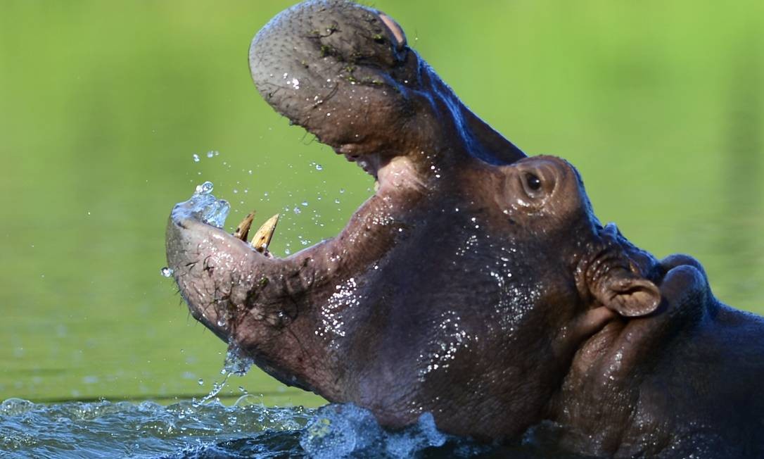 Qual é a Velocidade Média de um Hipopótamo? – Mundo Ecologia