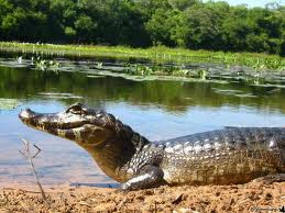 Ficha Técnica do Jacaré: Peso, Altura, Tamanho e Imagens | Mundo Ecologia