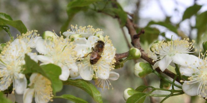 Flor de Gabiroba: Características, Nome Científico e Fotos | Mundo Ecologia