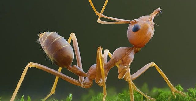 Quais São os Predadores da Formiga e Seus Inimigos Naturais? | Mundo ...