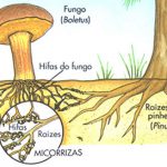 Qual a Importância dos Fungos na Agricultura? | Mundo Ecologia