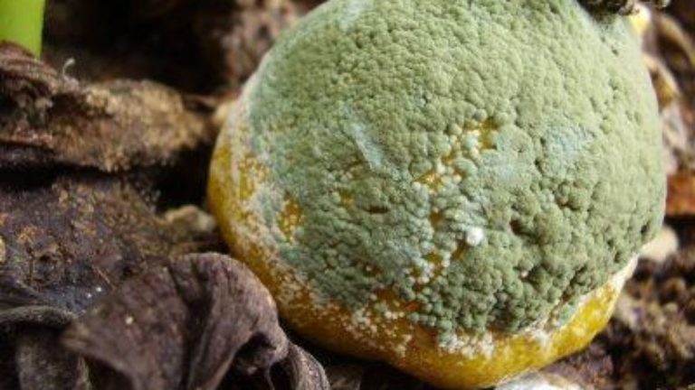 O Que É Um Fungo Saprobio? Para Que Ele Serve? | Mundo Ecologia