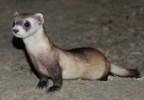 Comportamento do Furão, Hábitos e Modo de Vida do Animal | Mundo Ecologia