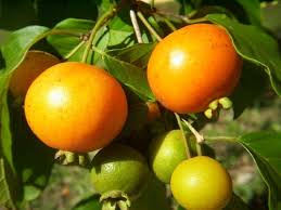 Quanto Tempo a Gabiroba Leva Para Produzir? – Mundo Ecologia