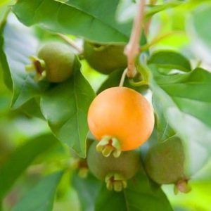 Origem da Gabiroba e História da Fruta | Mundo Ecologia