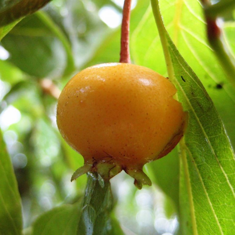 Origem da Gabiroba e História da Fruta | Mundo Ecologia