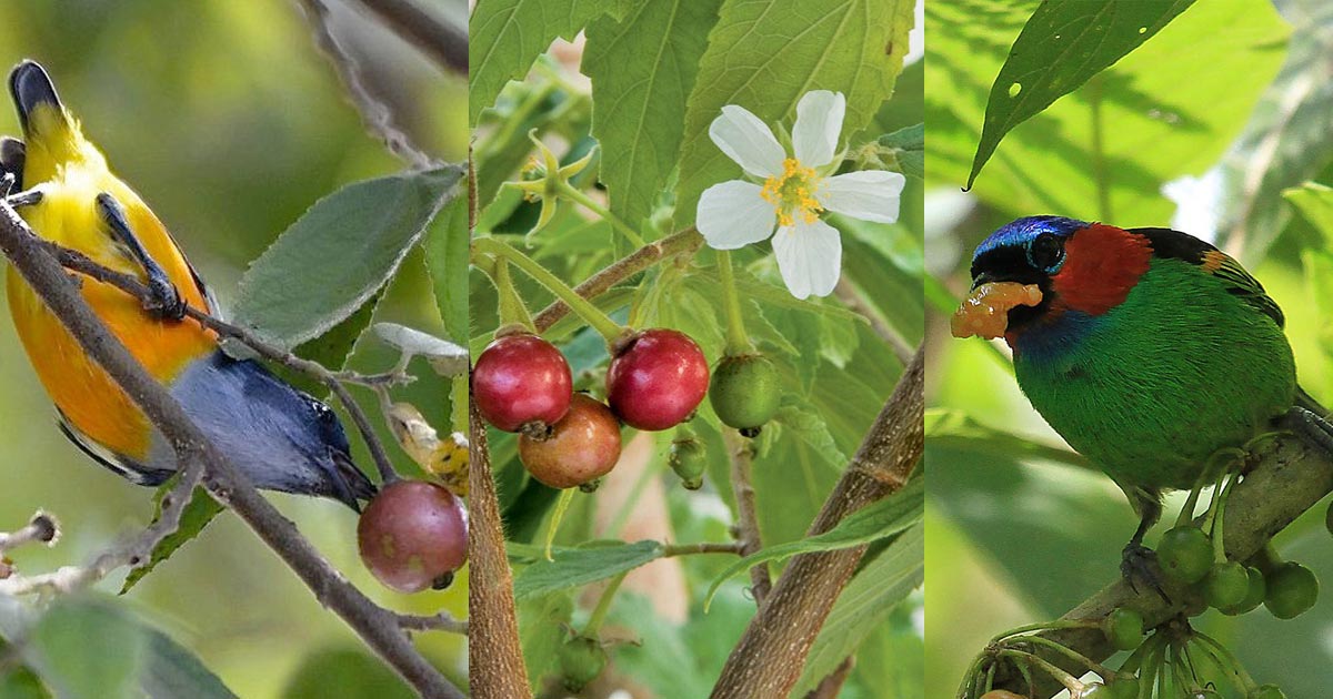 Guabiroba Vermelha: Características, Mudas, Nome Cientifico e Fotos ...