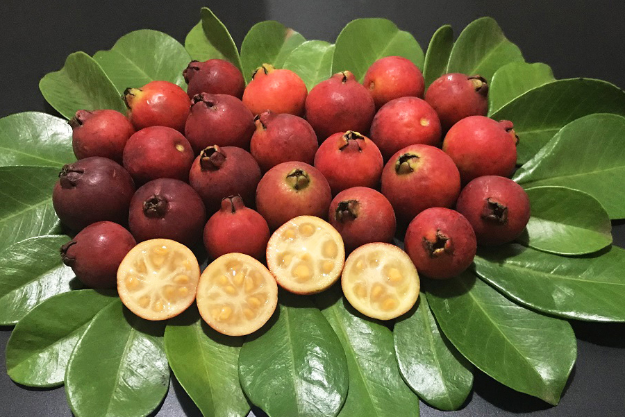 Guabiroba Vermelha: Características, Mudas, Nome Cientifico e Fotos ...