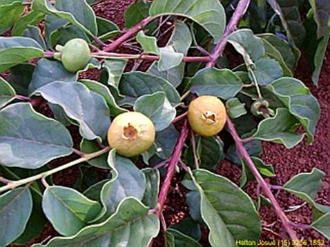 Gabiroba do Cerrado: Característica, Muda, Nome Científico e Fotos ...