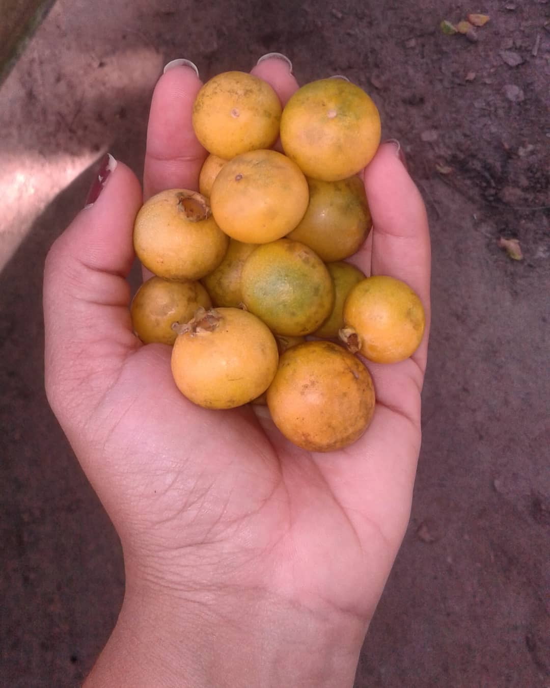 Gabiroba Paulista: Características, Mudas, Nome Cientifico e Fotos ...