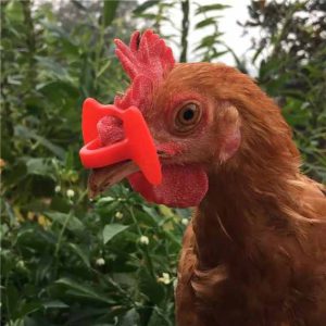 Lista de Raças de Galinhas Poedeiras Com Nome e Fotos! | Mundo Ecologia