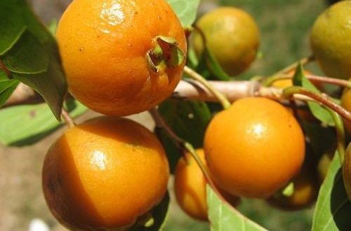 Guabiroba Crespa: Características, Mudas, Nome Científico e Fotos ...