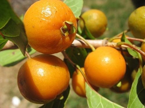 Guabiroba Crespa: Características, Mudas, Nome Científico e Fotos ...