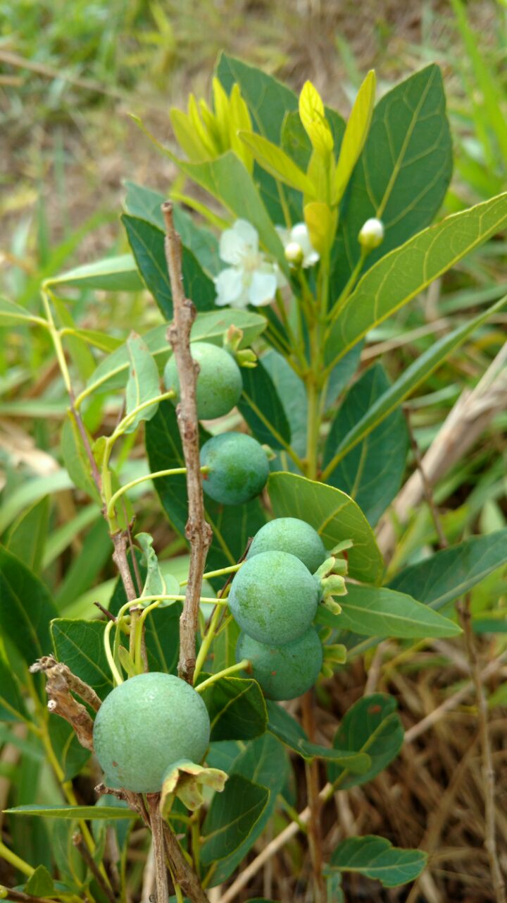 Guavira ou Guabiroba do Mato Grosso: O Que é? – Mundo Ecologia