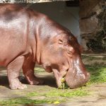 Ficha Técnica do Hipopótamo: Peso, Altura, Tamanho e Imagens | Mundo ...