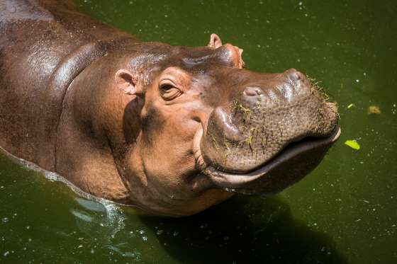 Ciclo de Vida do Hipopótamo: Quanto Tempo Eles Vivem? | Mundo Ecologia