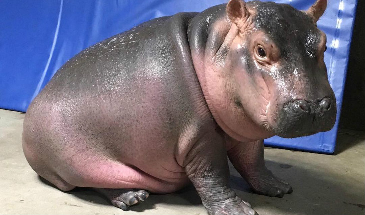 Hipopótamo: Curiosidade e Fatos Interessantes Sobre o Animal | Mundo ...