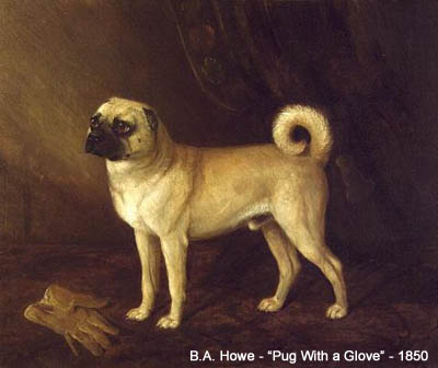 Segredos do Pug e Fases da Vida do Animal | Mundo Ecologia