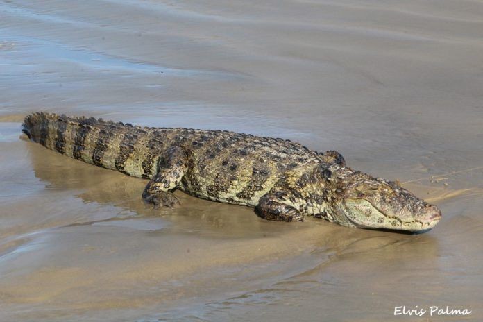 História do Jacaré e Origem do Animal – Mundo Ecologia