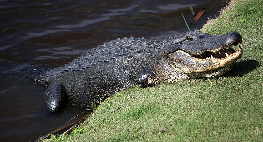 Jacaré: Curiosidades e Fatos Interessantes Sobre o Animal | Mundo Ecologia
