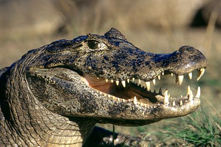 Jacaré Do Pantanal: Características, Peso, Hábitos E Fotos – Mundo Ecologia