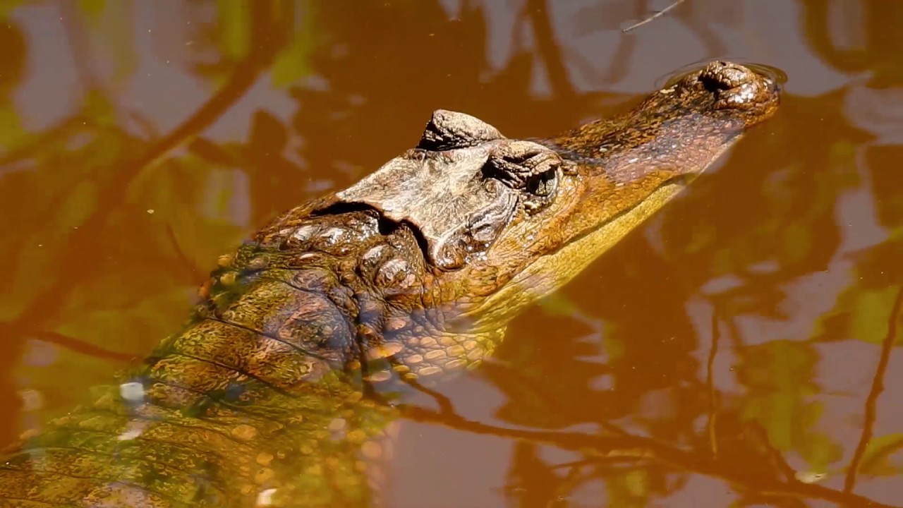 Jacaré Jacaretinga: Características, Nome Cientifico e Fotos | Mundo ...