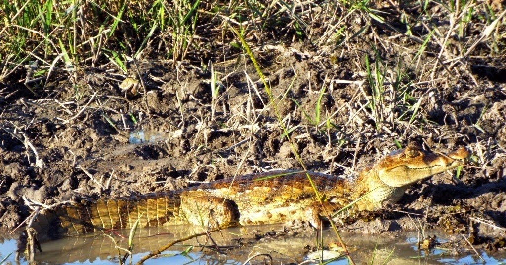 Jacaré Jacaretinga: Características, Nome Cientifico e Fotos | Mundo ...