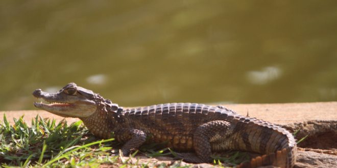 Jacaré Jacaretinga: Características, Nome Cientifico e Fotos | Mundo ...