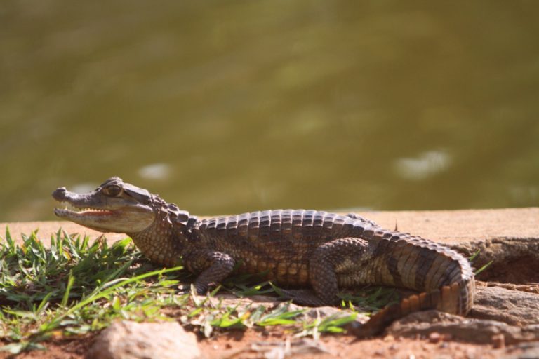 Jacaré Jacaretinga: Características, Nome Cientifico e Fotos | Mundo ...