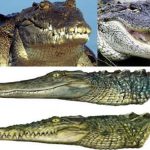 Ficha Técnica do Jacaré: Peso, Altura, Tamanho e Imagens | Mundo Ecologia