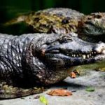 Ficha Técnica do Jacaré: Peso, Altura, Tamanho e Imagens | Mundo Ecologia