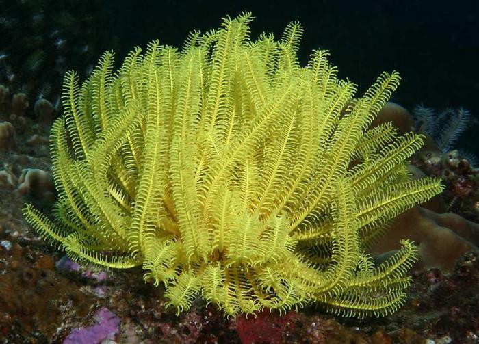 Alimentação do Lírio do Mar: O Que Elas Comem? | Mundo Ecologia