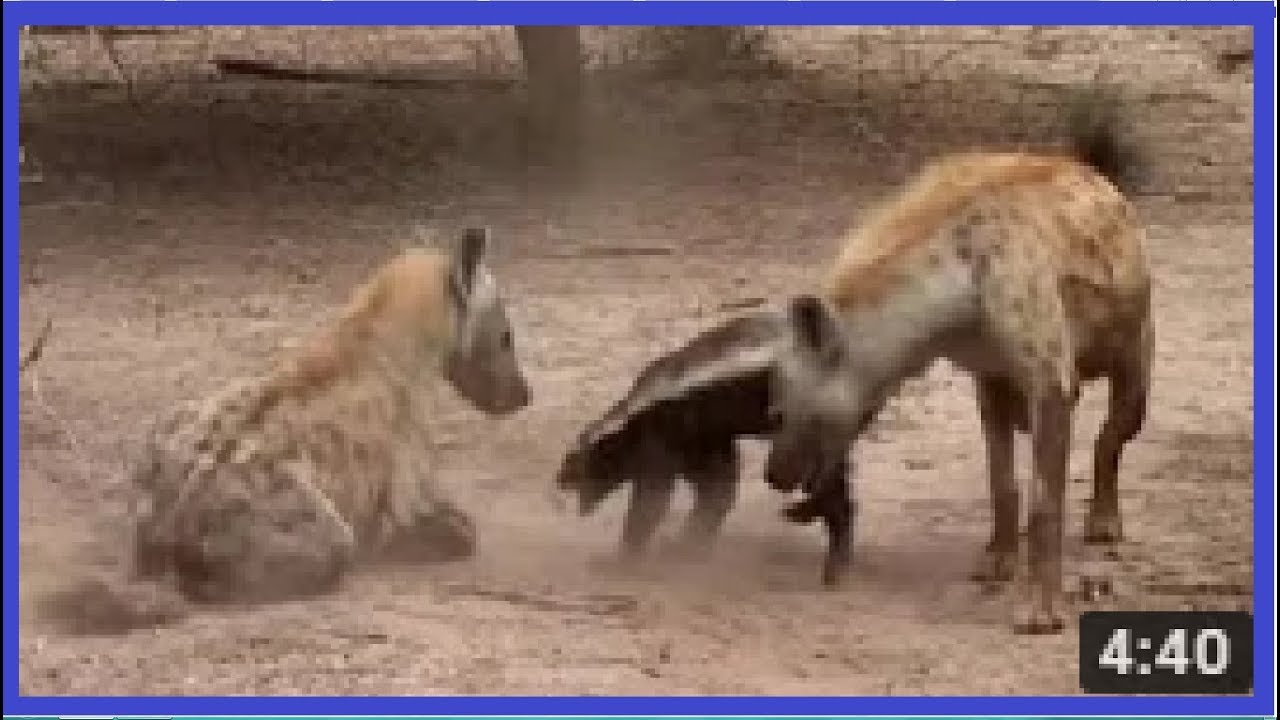 Tudo Sobre o Ratel: Características, Nome Científico e Fotos | Mundo ...