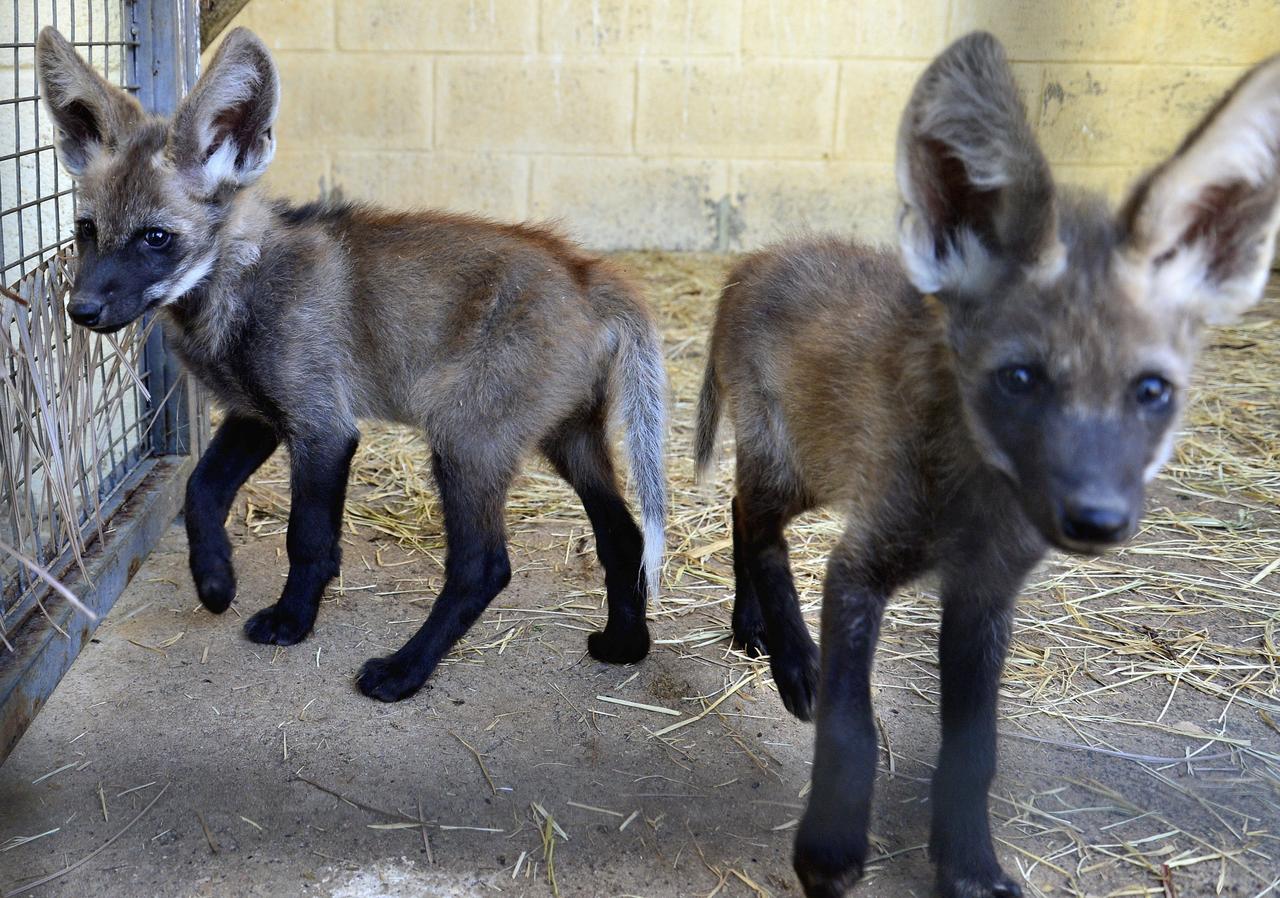 Reprodução do Lobo Guará, Quantos Filhotes Ele Tem? – Mundo Ecologia