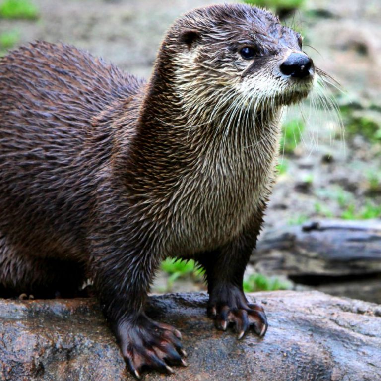 Tudo Sobre a Lontra: Características, Nome Científico e Fotos | Mundo ...