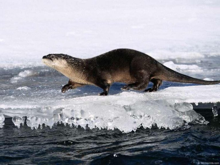 Tudo Sobre a Lontra: Características, Nome Científico e Fotos | Mundo ...